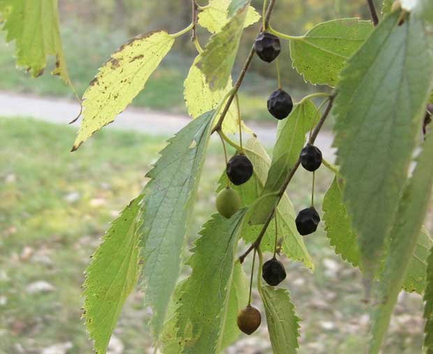 Koprivić - Biljke u gradu - Sunčeva trpeza