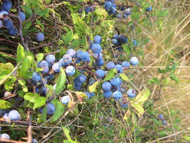 Trnjina - Biljke u gradu - Sunčeva trpeza